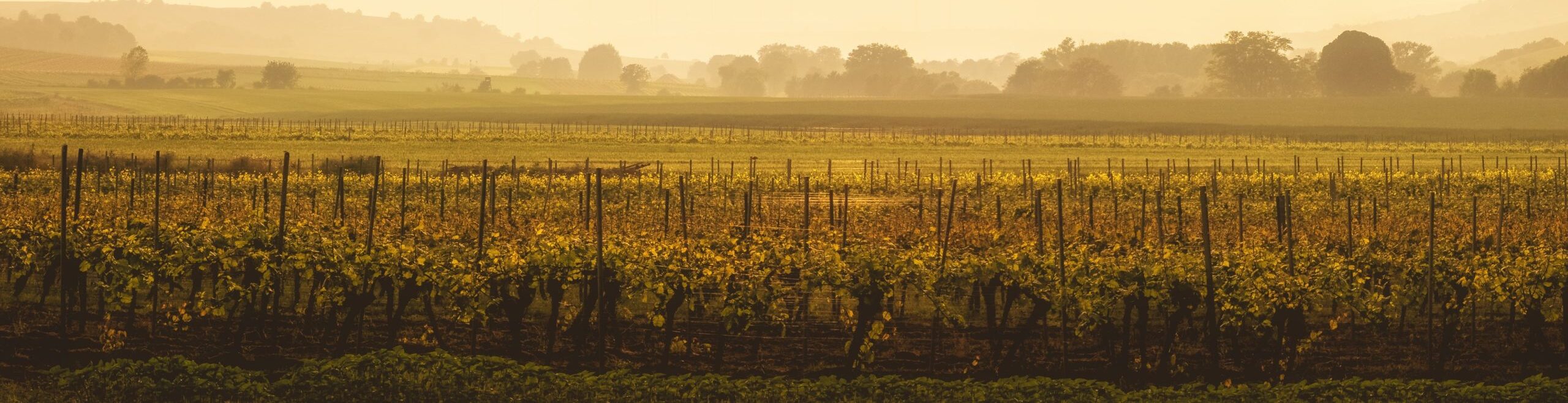 Wine Club - Foyt Wine Collective